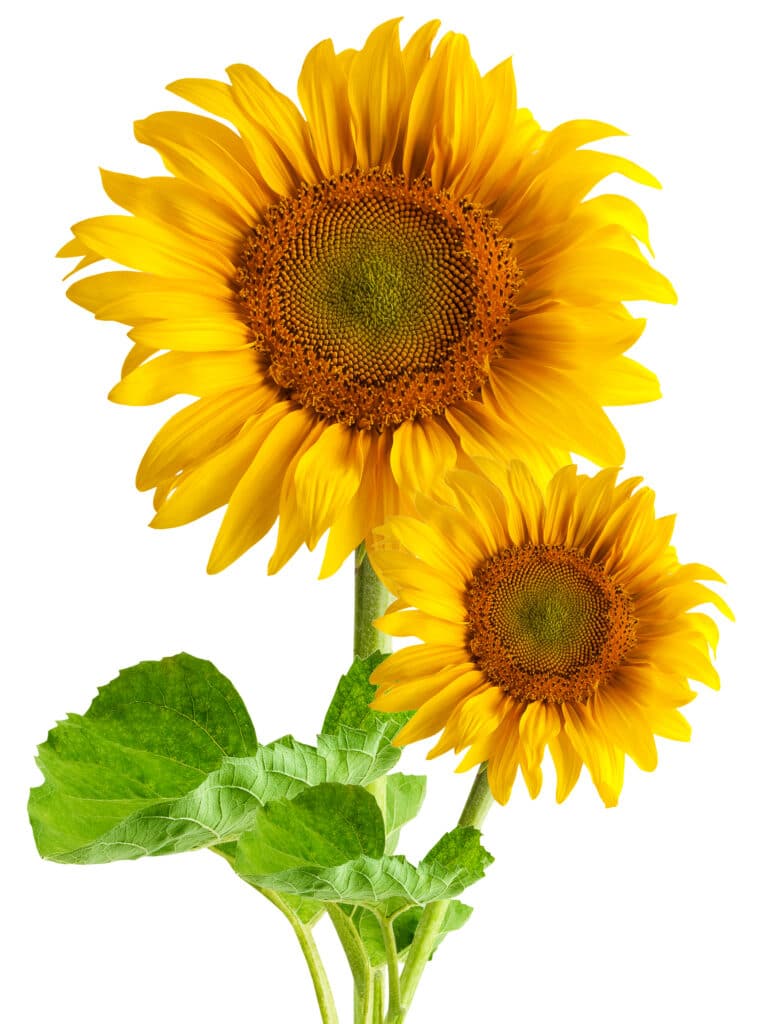 12 Fastest Growing Flowers to Grow in Your Garden (2022)