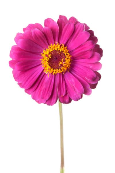 12 Fastest Growing Flowers to Grow in Your Garden (2022)