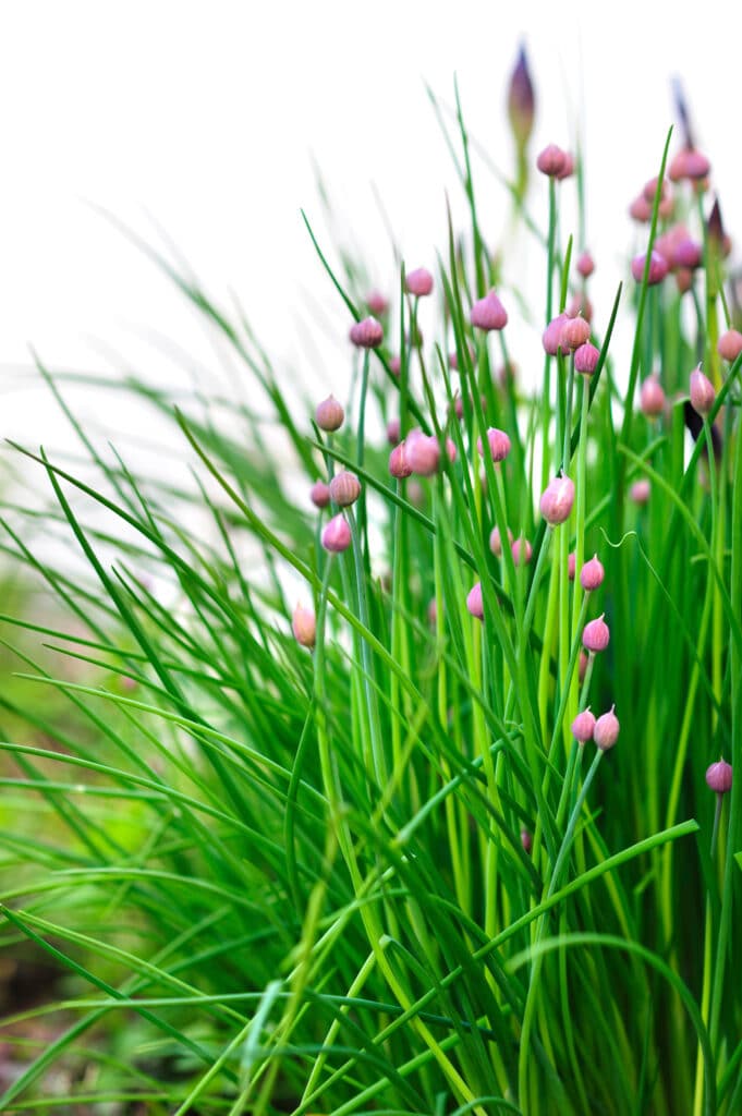 Chive Plant: How To Grow, Harvest & Use Them