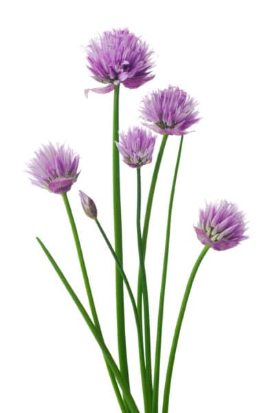 Chive Plant: How To Grow, Harvest & Use Them