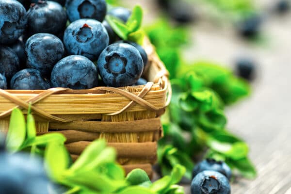 How to Grow Blueberries in Containers: Everything You Should Know!