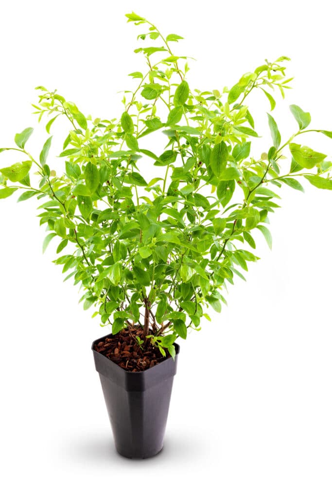 How to Grow Blueberries in Containers: Everything You Should Know!