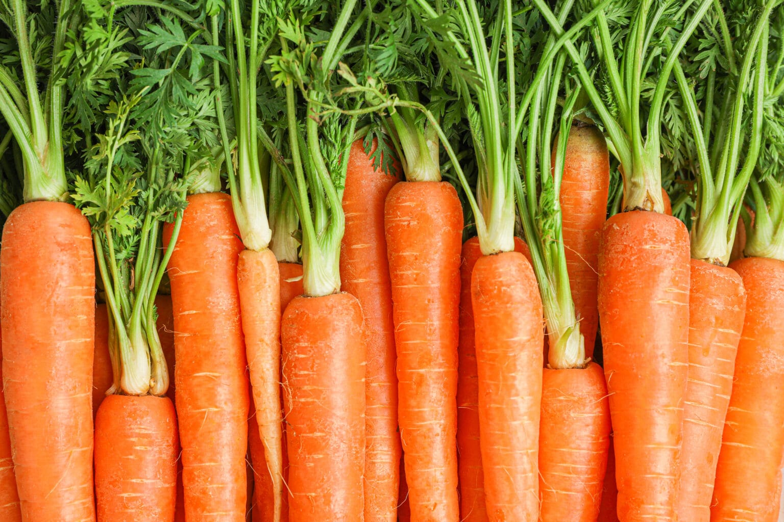Growing Carrots in Containers: A Comprehensive Guide