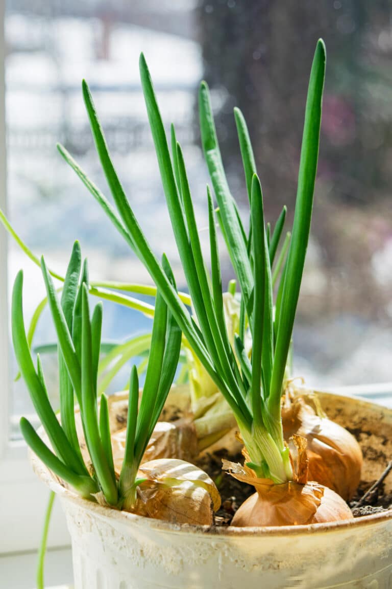 How to Grow Onions in Containers: Expert Tips and Techniques