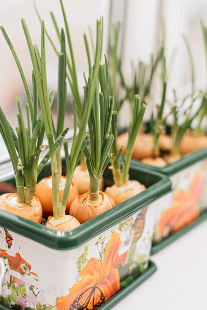 How to Grow Onions in Containers: Expert Tips and Techniques