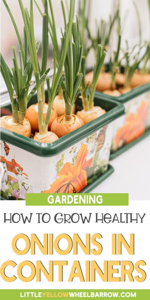 How to Grow Onions in Containers: Expert Tips and Techniques