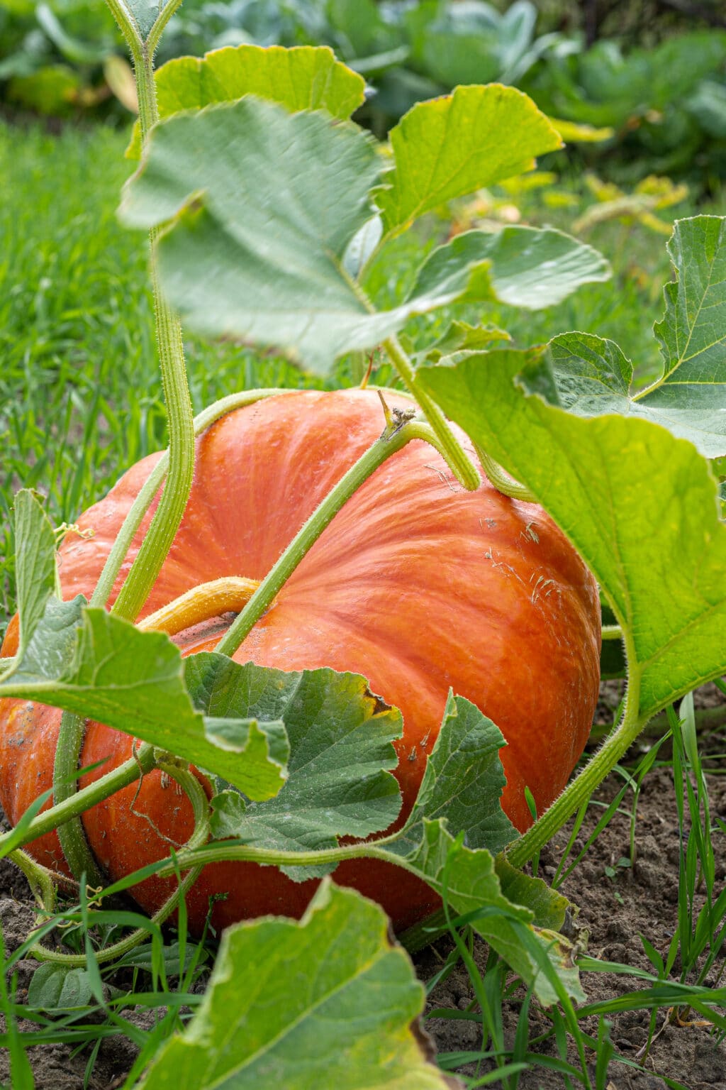 How to Grow Pumpkins in Containers: Small Space Gardening