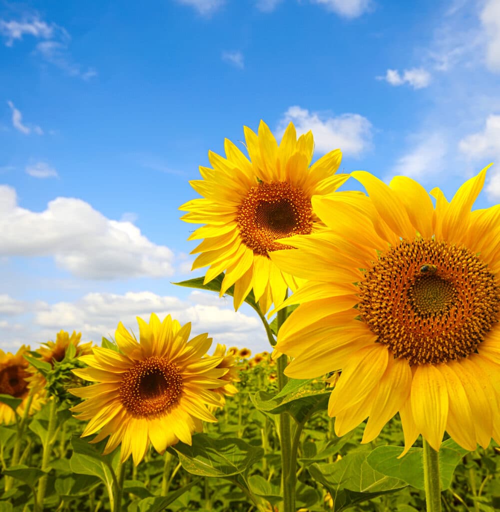 How to Grow Sunflowers: Everything You Need to Know