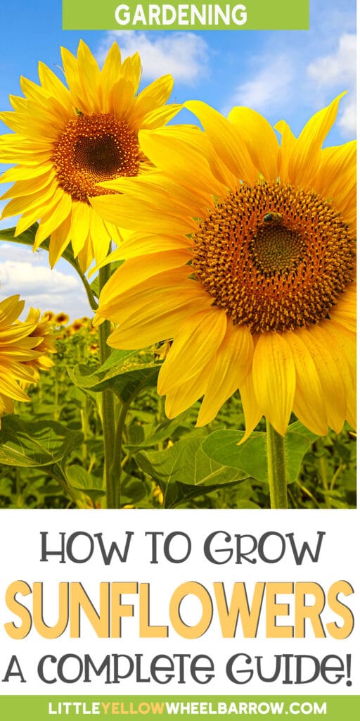 How to Grow Sunflowers: Everything You Need to Know