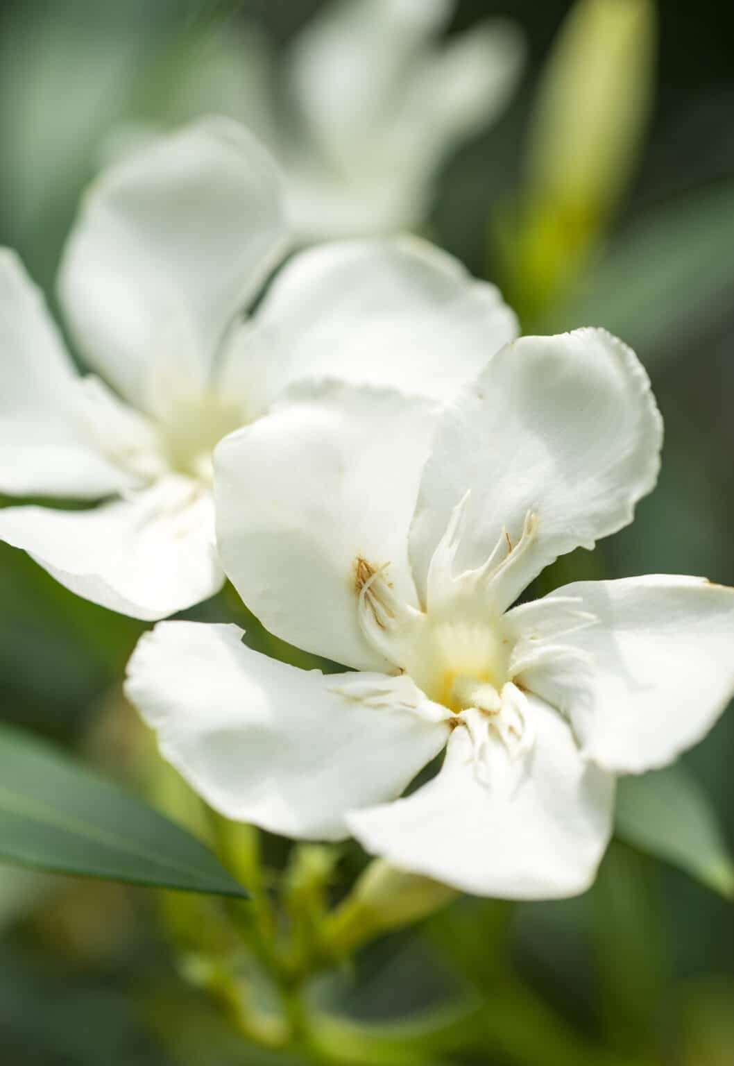 Moonlight Plants - Flowers of White for Your Night Time Garden.