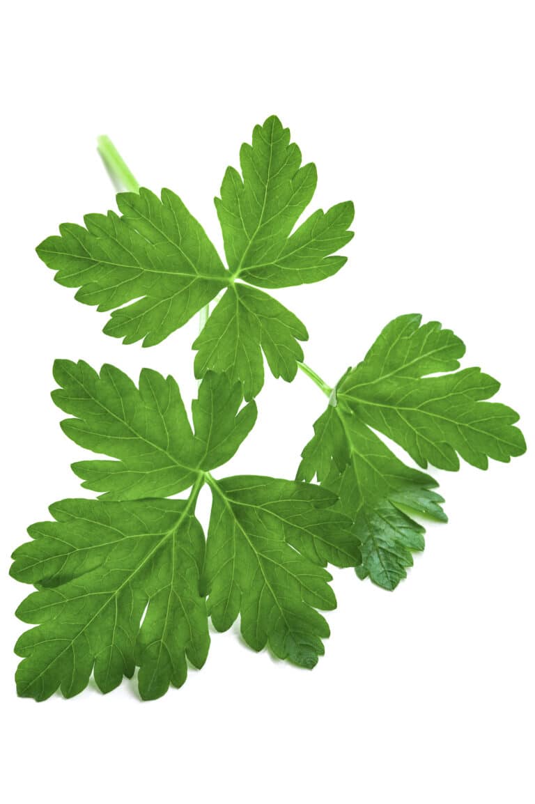 Guide On All Types of Parsley