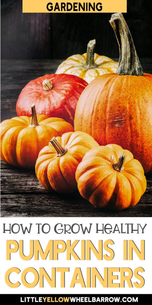 How to Grow Pumpkins in Containers: Small Space Gardening