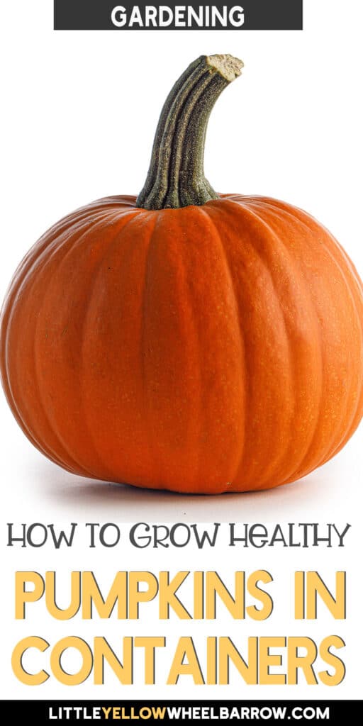 How to Grow Pumpkins in Containers: Small Space Gardening