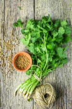 Guide On All Types of Cilantro