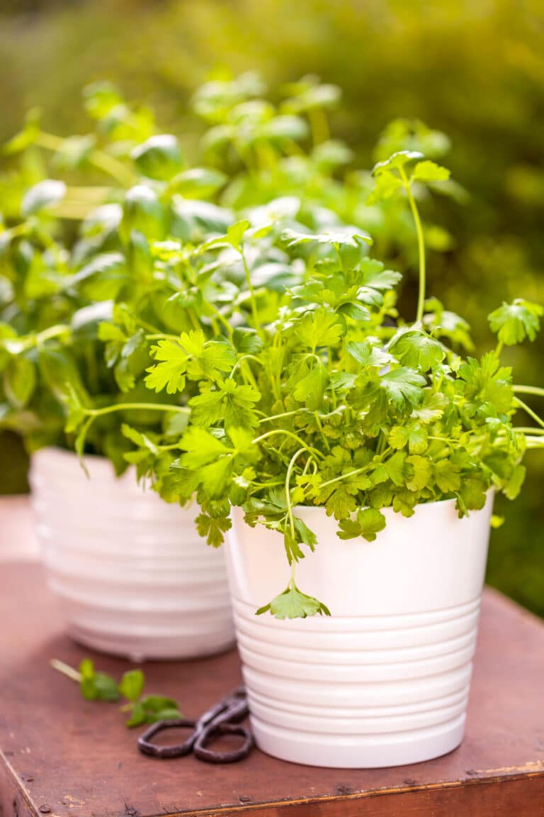 Guide On All Types of Cilantro