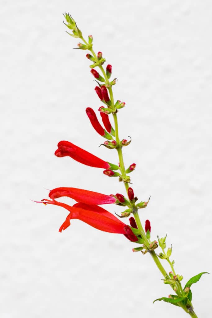 9 Popular Types of Sage Plants And Their Helpful Uses