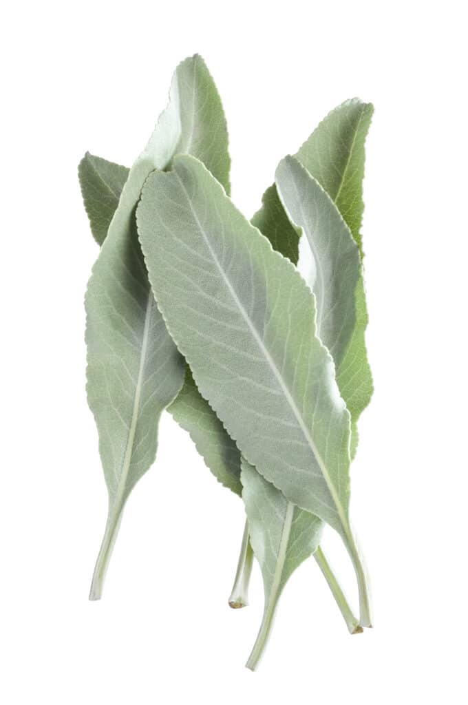 9 Popular Types of Sage Plants And Their Helpful Uses
