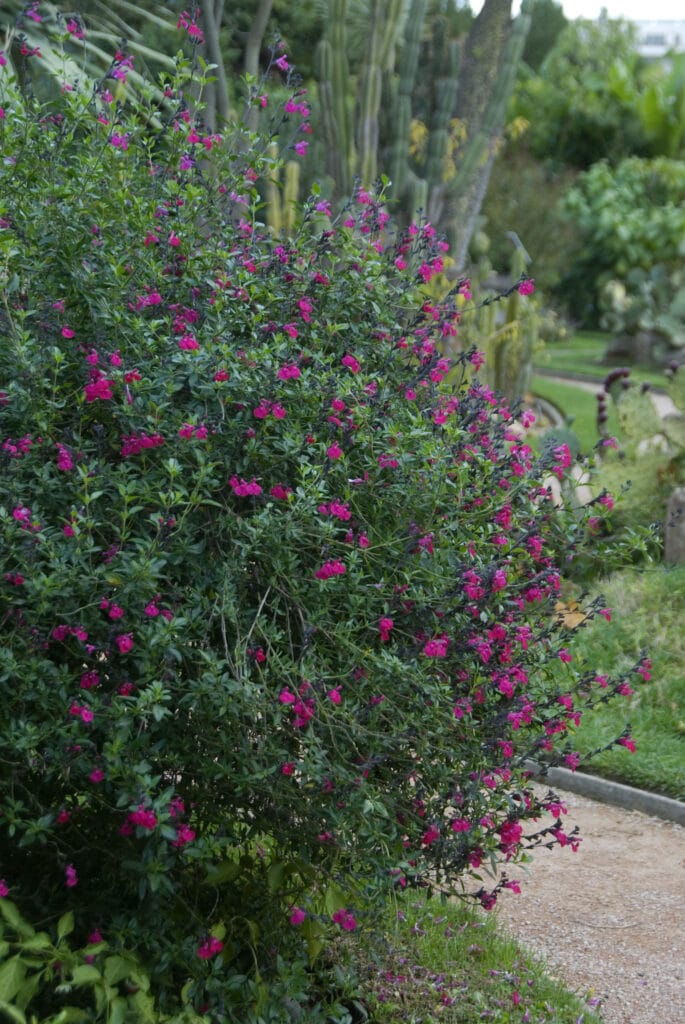 9 Popular Types of Sage Plants And Their Helpful Uses