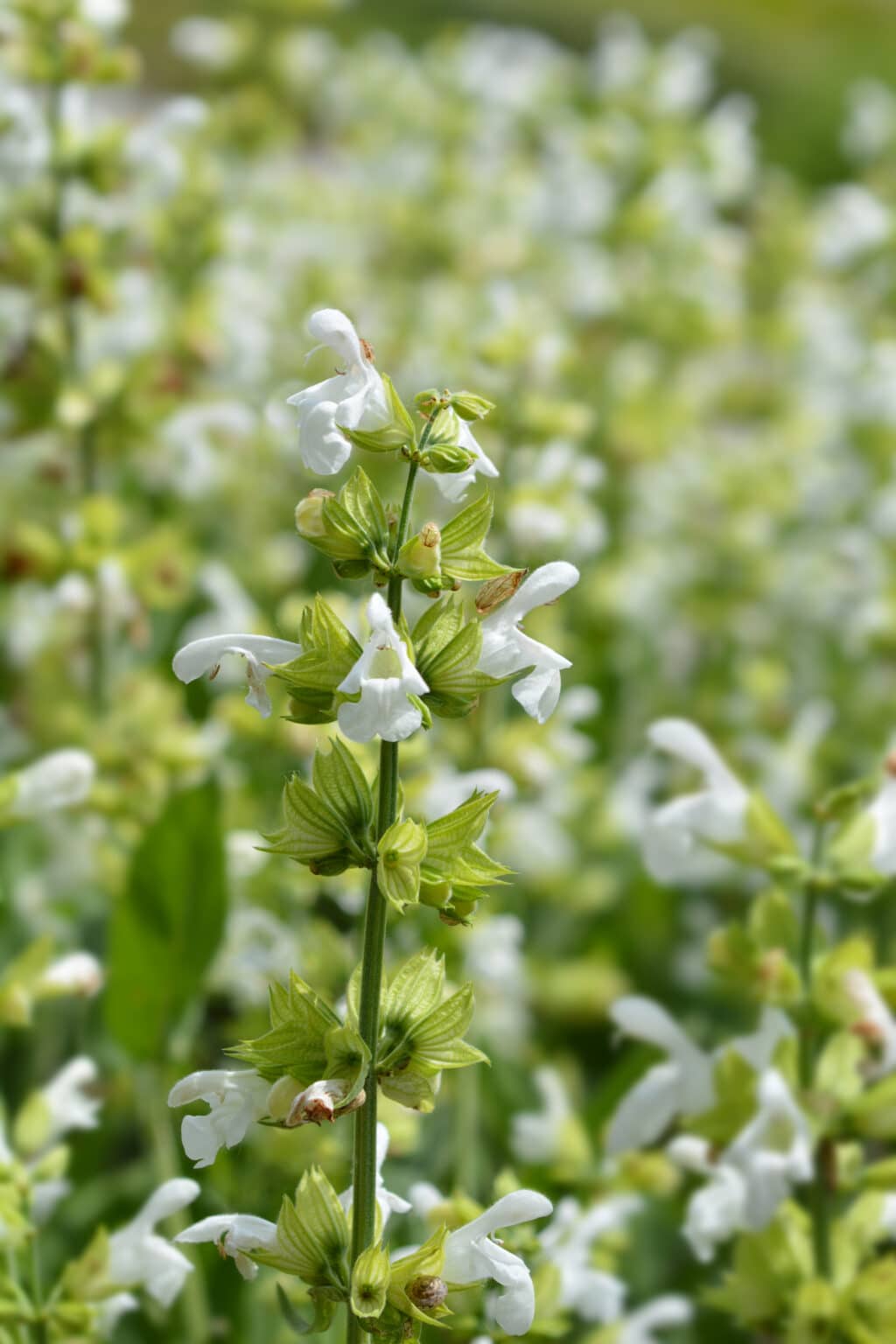 9 Popular Types of Sage Plants And Their Helpful Uses