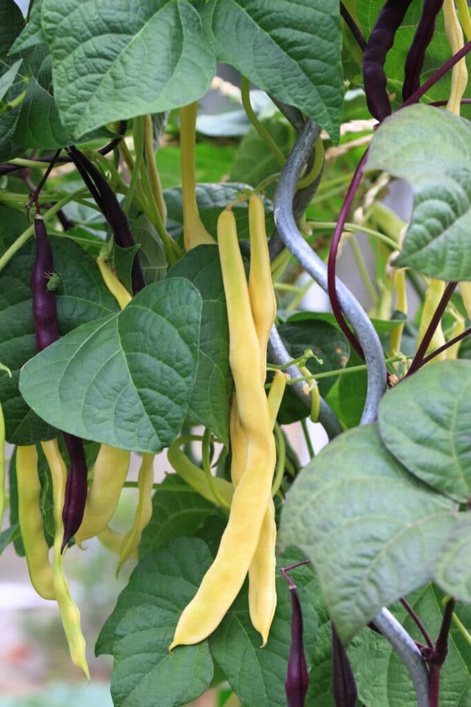 How to Grow Green Beans in Containers: It's Easy!