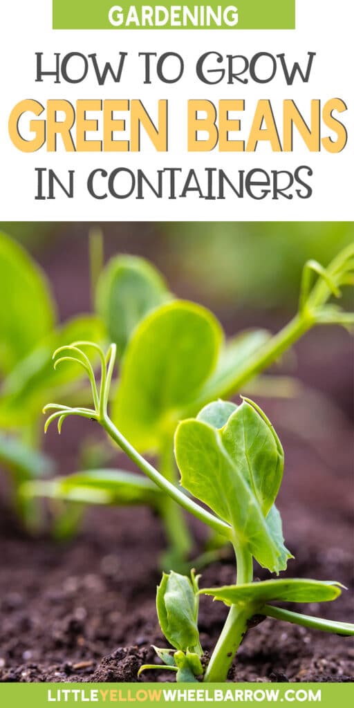 How to Grow Green Beans in Containers: It's Easy!