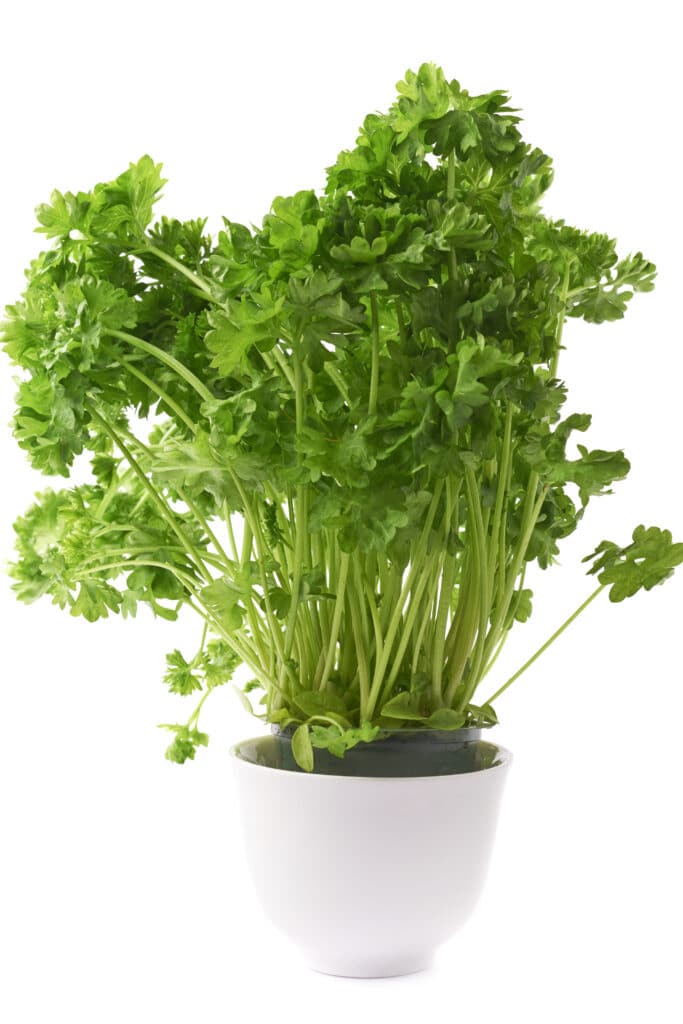 Parsley Plant: How To Grow, Harvest & Use Them