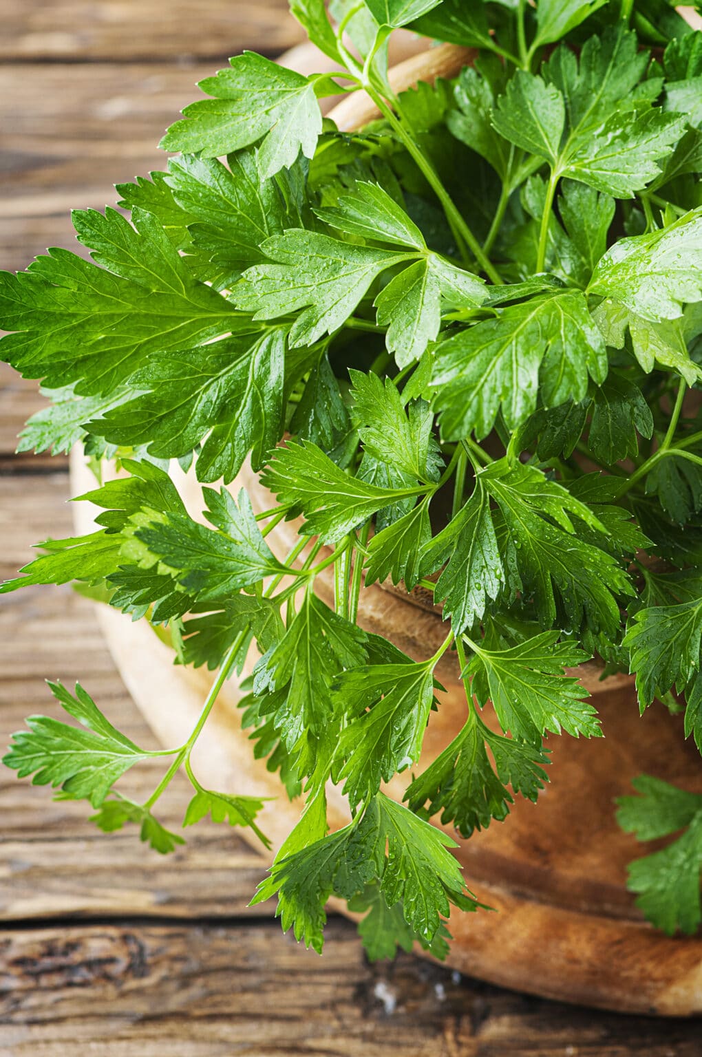 Parsley Plant: How To Grow, Harvest & Use Them