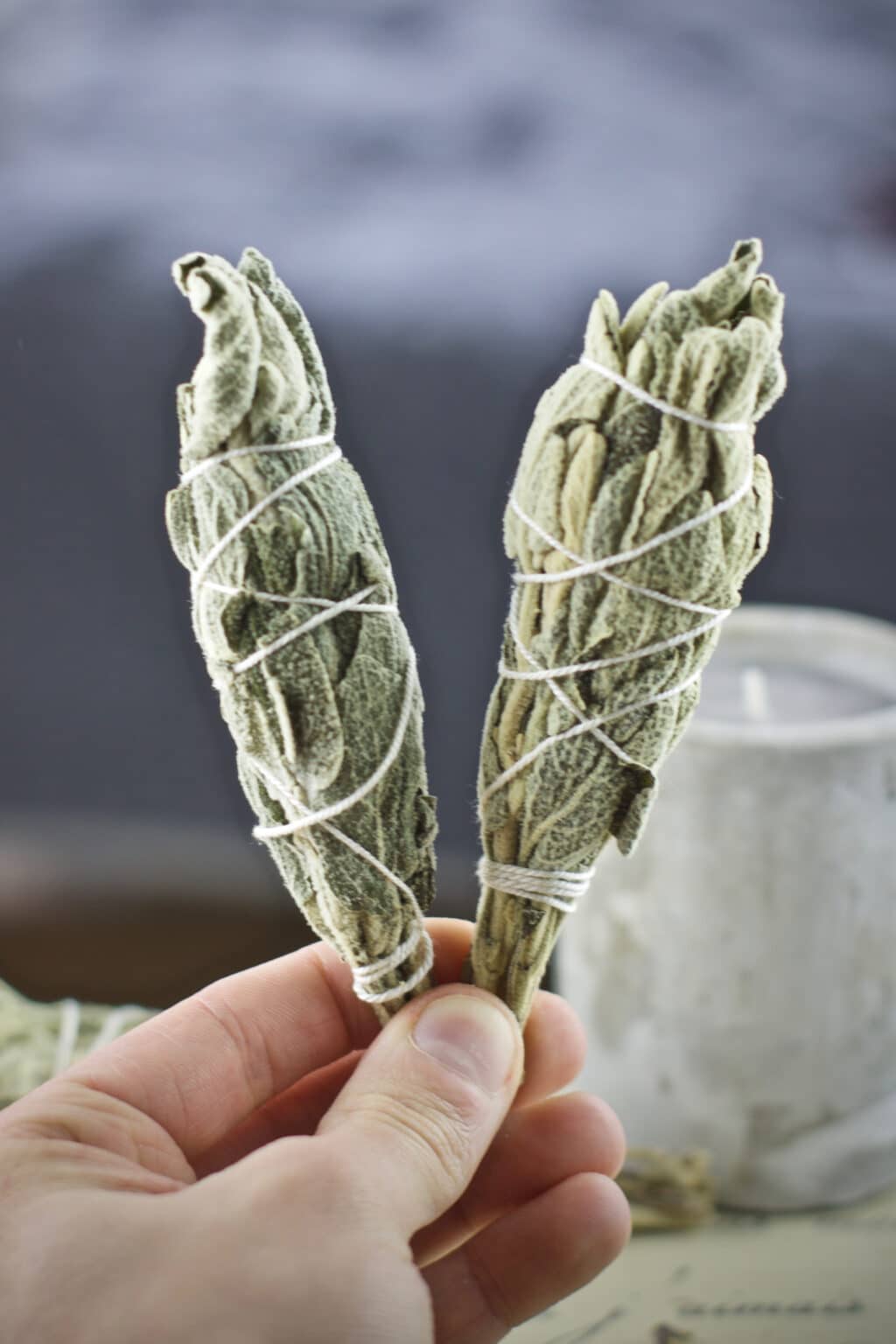 Sage Plants: How To Grow, Harvest & Use Them