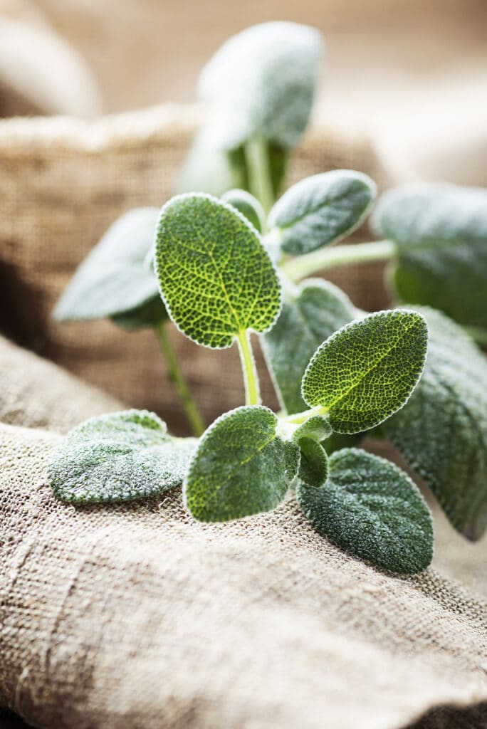 Sage Plants: How To Grow, Harvest & Use Them