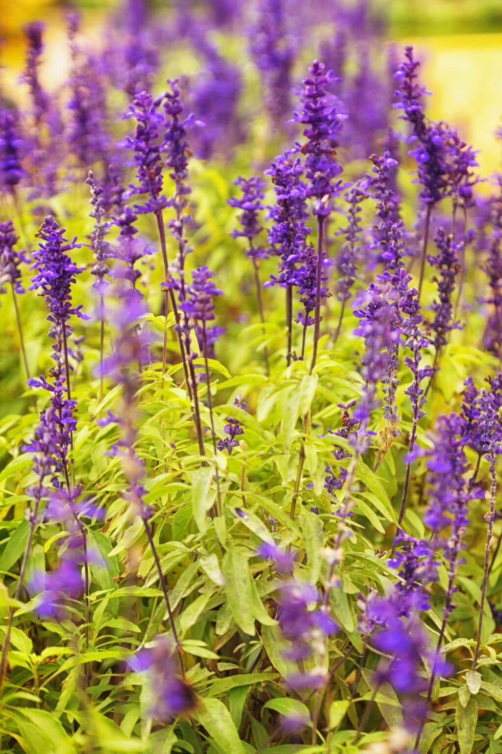 9 Popular Types of Sage Plants And Their Helpful Uses