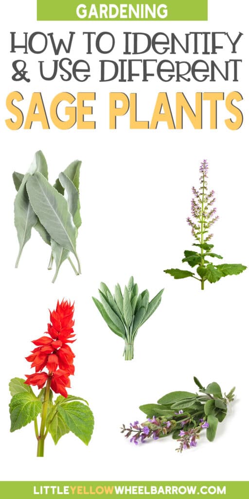 Guide to the Different Types of Sage Plants