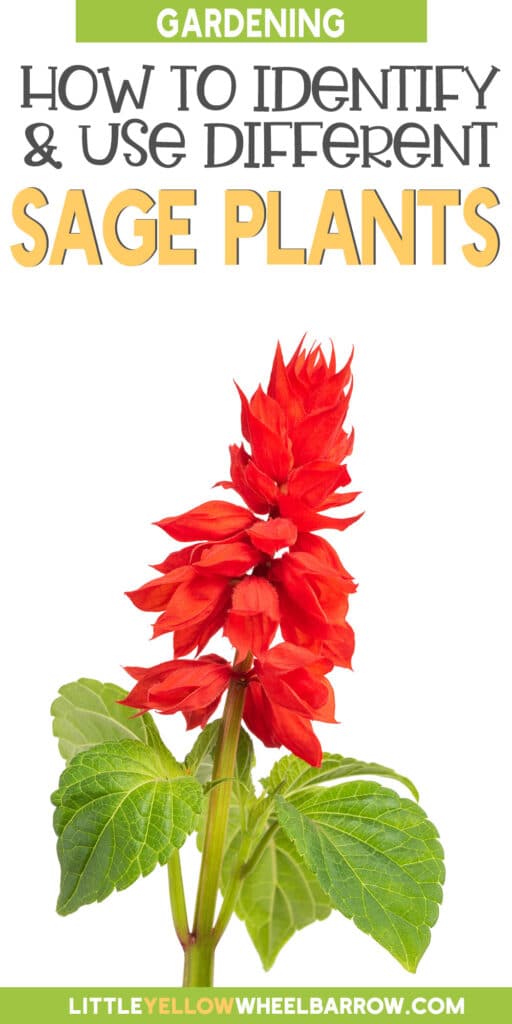 Guide to the Different Types of Sage Plants