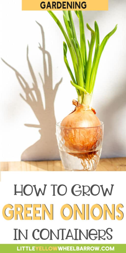 How To Grow Green Onions In Containers