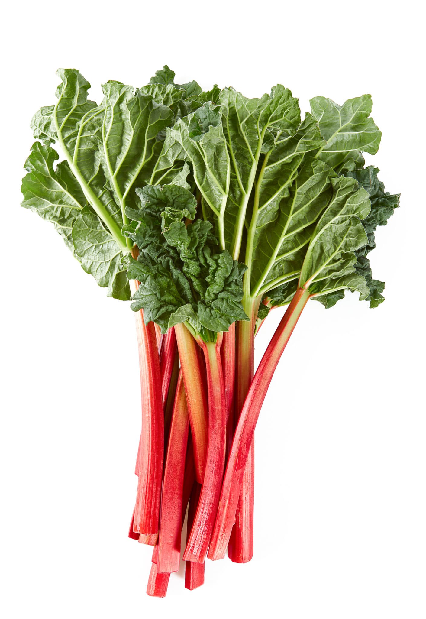 How to Grow Rhubarb: A Q&A Guide for Gardeners