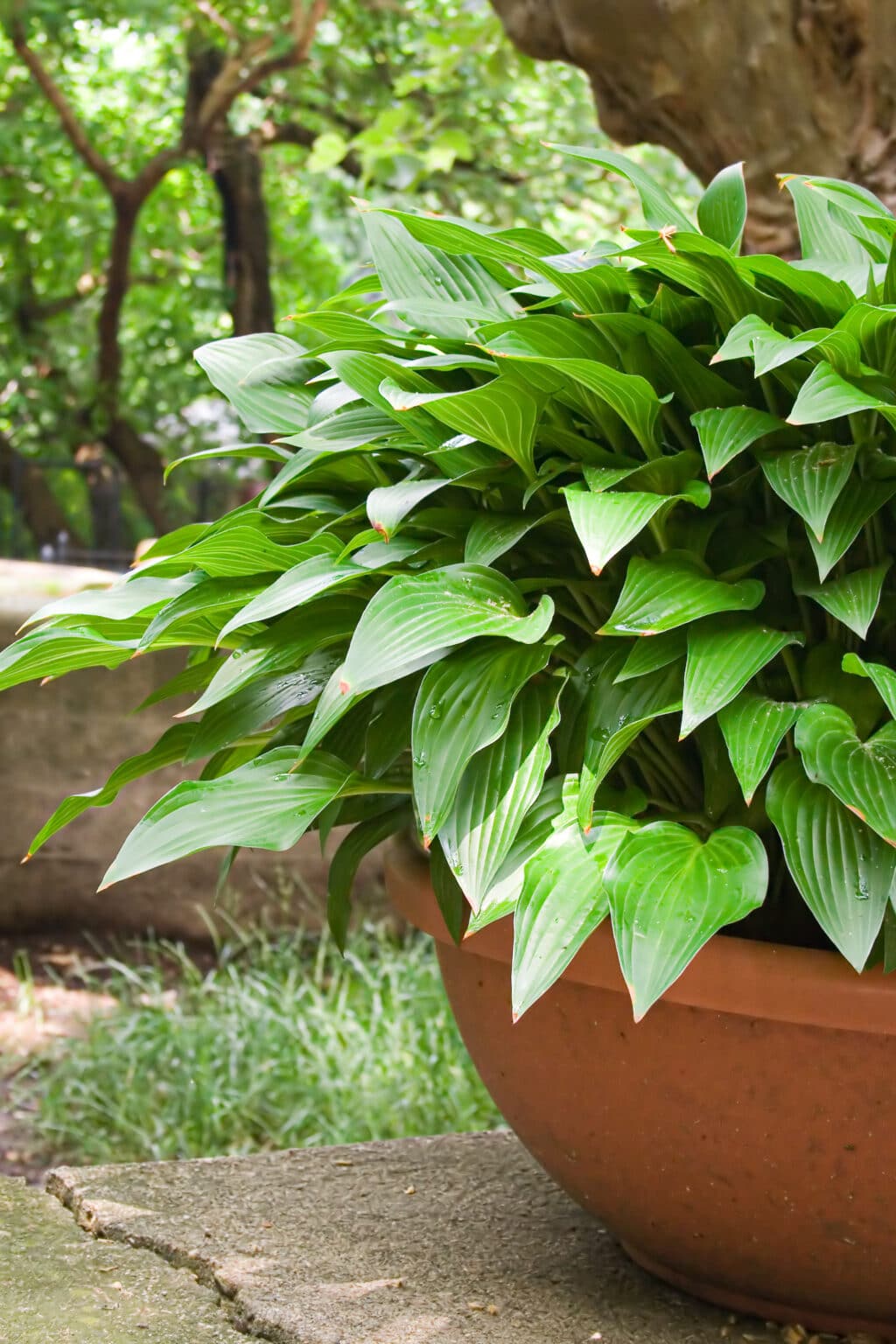 How To Grow Hostas In Pots - Everything You Need to Know!