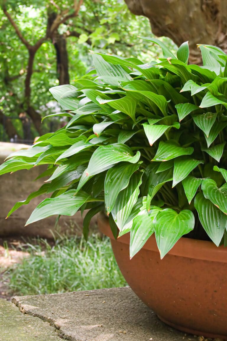 How To Grow Hostas In Pots - Everything You Need to Know!