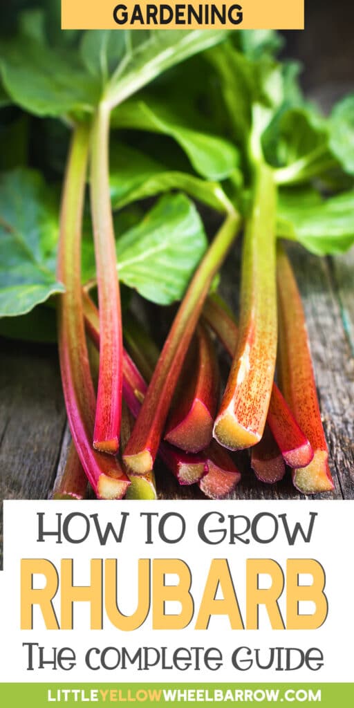 How to Grow Rhubarb: A Q&A Guide for Gardeners