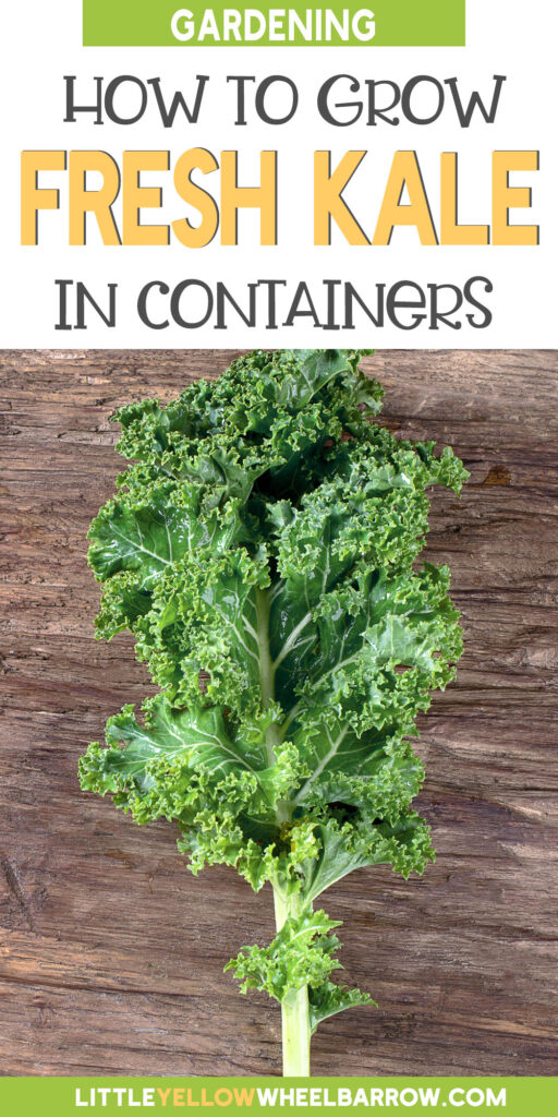 Growing Kale In Containers: A Comprehensive Guide (2022)
