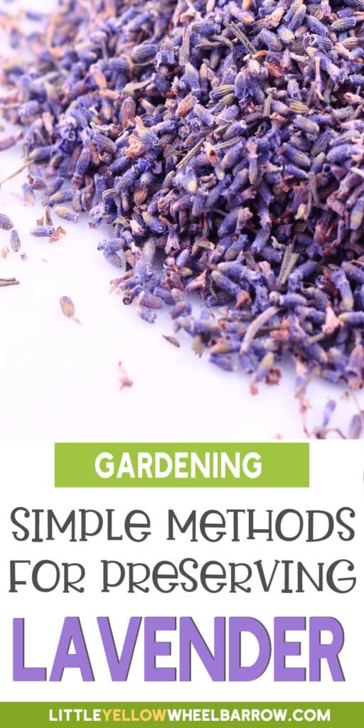 How To Dry Lavender (Preserving Methods And Tips)