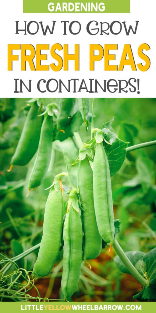 Growing Peas In Containers 101: (2022)