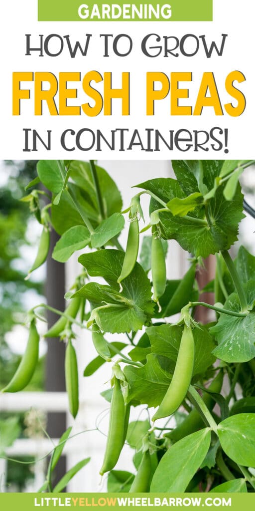 Growing Peas In Containers 101: (2022)