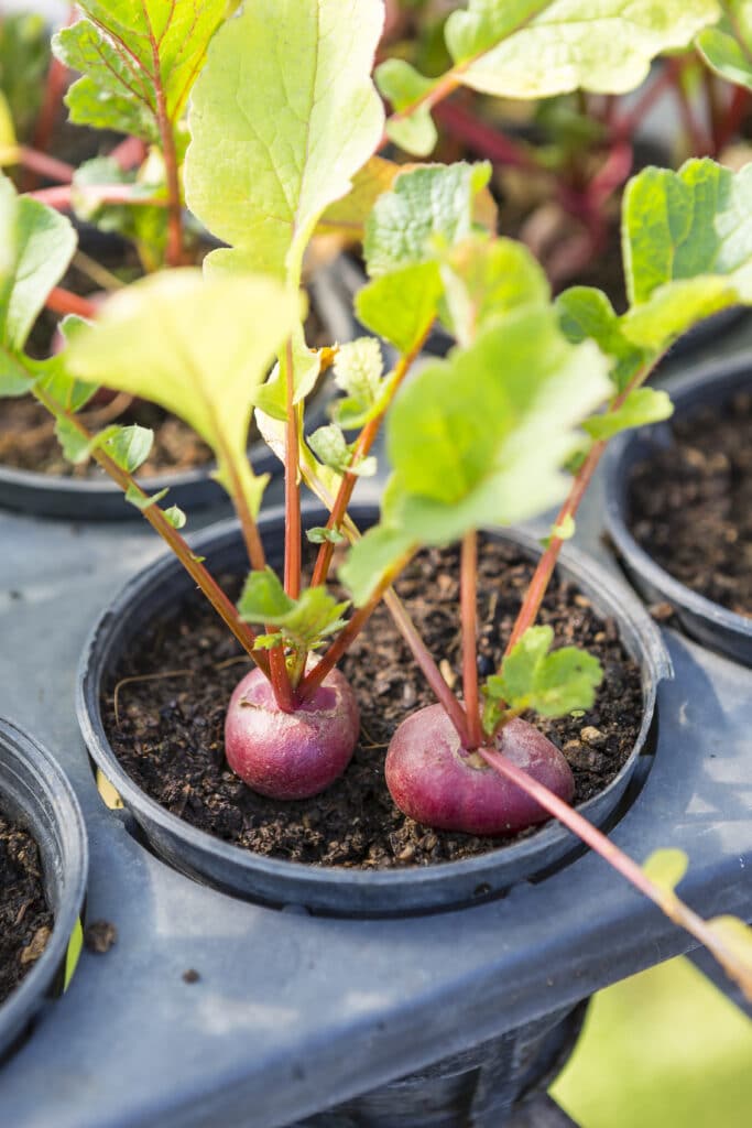 Growing Beets In Containers: Everything You Need To Know