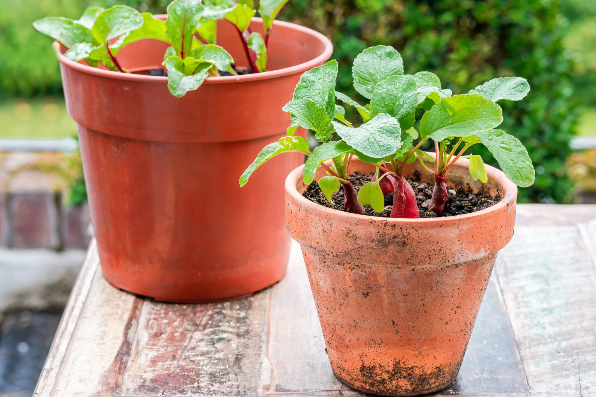 Growing Beets in Containers: Essential Tips for Success
