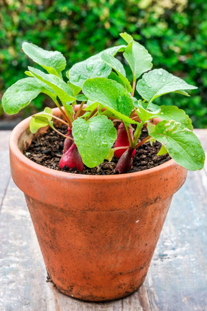 Growing Beets in Containers: Essential Tips for Success