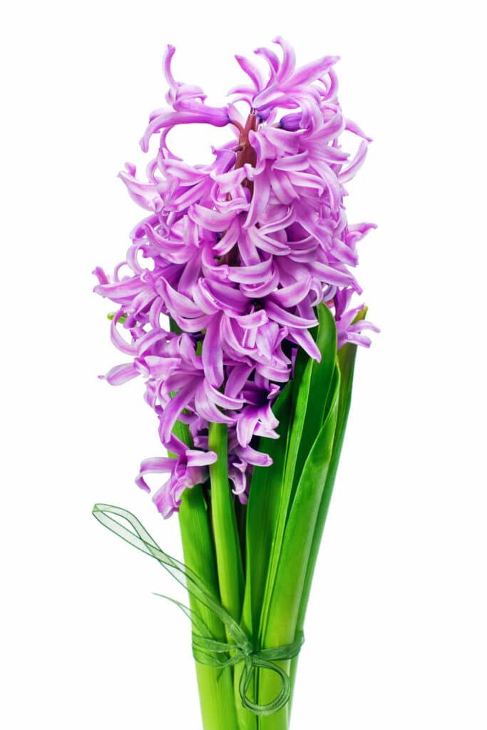 How to Care for Hyacinth - Everything You Need to Know