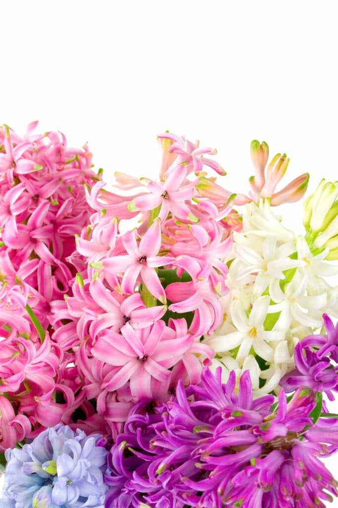 How to Care for Hyacinth - Everything You Need to Know