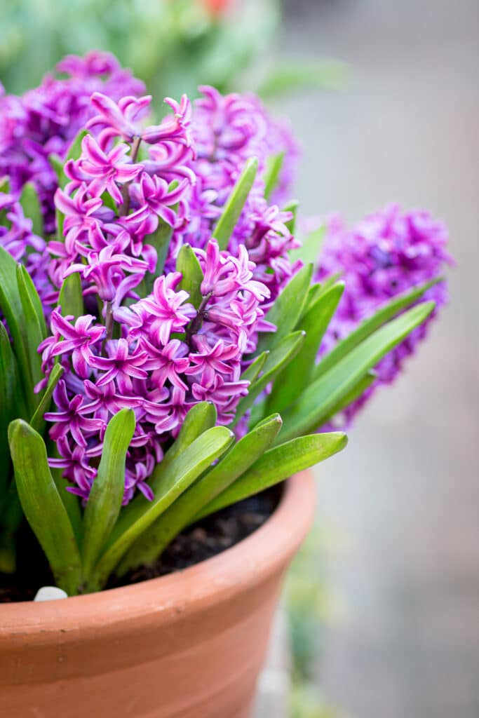 How to Care for Hyacinth - Everything You Need to Know
