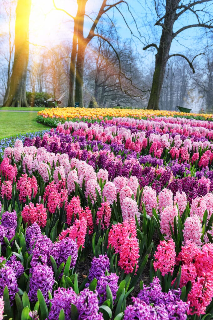 How to Care for Hyacinth - Everything You Need to Know