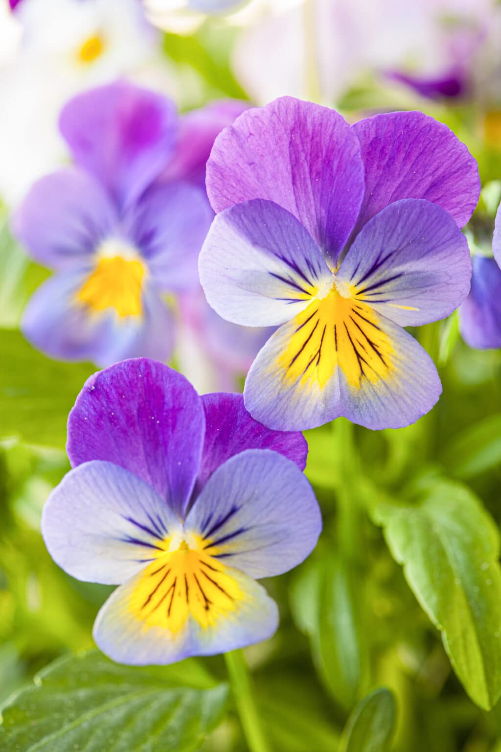 How to Care For Pansies - The Full Guide
