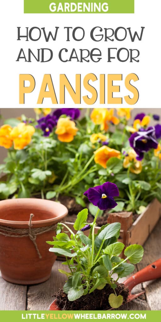 How to Care For Pansies - The Full Guide